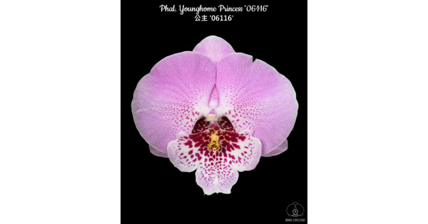 Орхидея Phal. Younghome Princess 06116 big lip - купить, доставка Украина